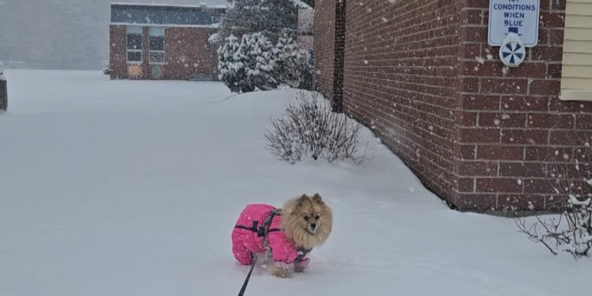 Protecting your pets in the cold Protecting your pets in the cold